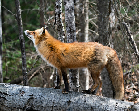 Schlaufuchs Bilder – Durchsuchen 12,270 Archivfotos, Vektorgrafiken und ...
