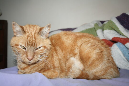 Gatico Images – Browse 48 Stock Photos, Vectors, and Video | Adobe Stock