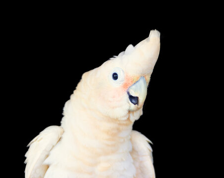 รูปภาพGranivore – เลือกดูภาพถ่ายสต็อก เวกเตอร์ และวิดีโอ2,308 | Adobe Stock