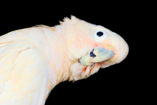 รูปภาพGranivore – เลือกดูภาพถ่ายสต็อก เวกเตอร์ และวิดีโอ2,308 | Adobe Stock