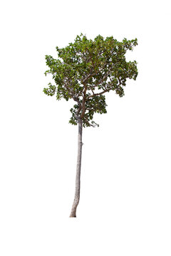 รูปภาพPiant – เลือกดูภาพถ่ายสต็อก เวกเตอร์ และวิดีโอ342 | Adobe Stock