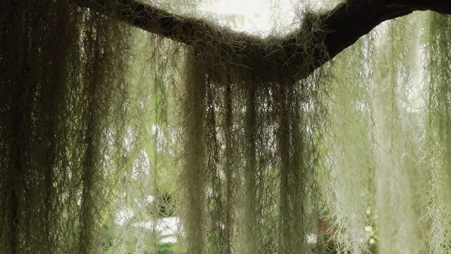 Rootless Images – Browse 264 Stock Photos, Vectors, and Video | Adobe Stock