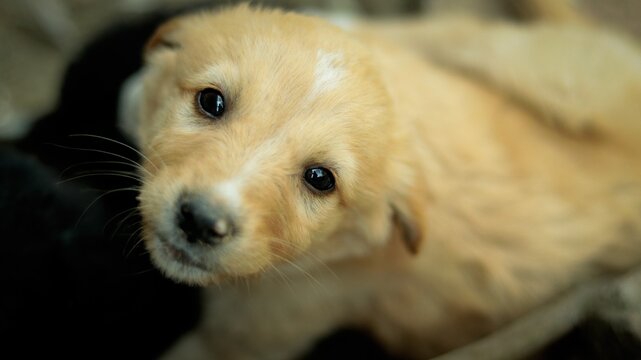 Puppu Images – Browse 72 Stock Photos, Vectors, and Video | Adobe Stock