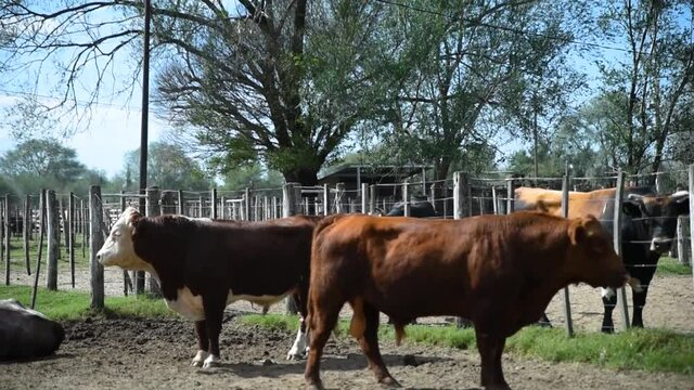 Cuernos Images – Browse 18,671 Stock Photos, Vectors, and Video | Adobe ...