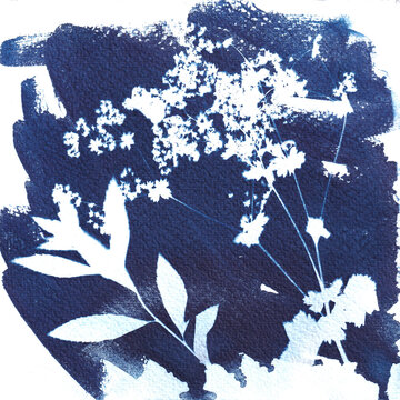Cyanotype 이미지 – 찾아보기 4,926 스톡 사진, 벡터 및 비디오 | Adobe Stock