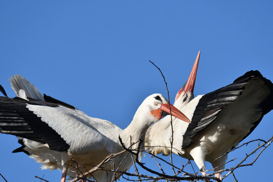 รูปภาพKlapperstorch – เลือกดูภาพถ่ายสต็อก เวกเตอร์ และวิดีโอ3,182 ...