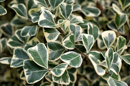 รูปภาพTriangularis – เลือกดูภาพถ่ายสต็อก เวกเตอร์ และวิดีโอ1,233 ...