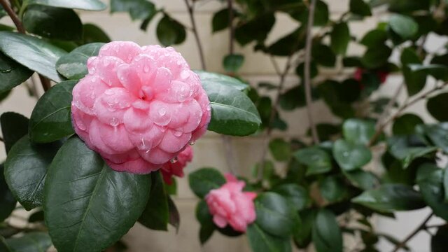 Common Camellia Images – Browse 1,182 Stock Photos, Vectors, and Video ...
