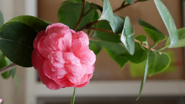 Common Camellia Images – Browse 1,030 Stock Photos, Vectors, and Video ...