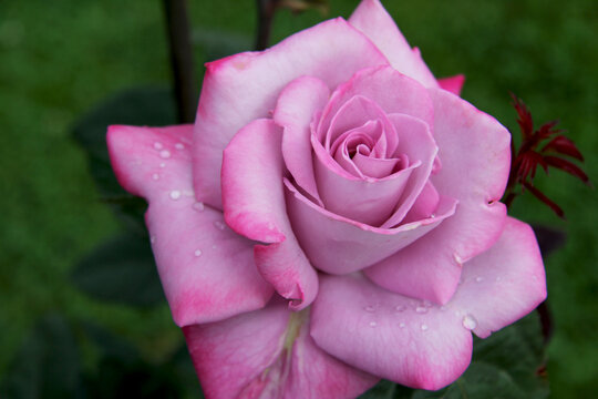 "Rose Isolated" Images – Browse 1,081 Stock Photos, Vectors, and Video ...