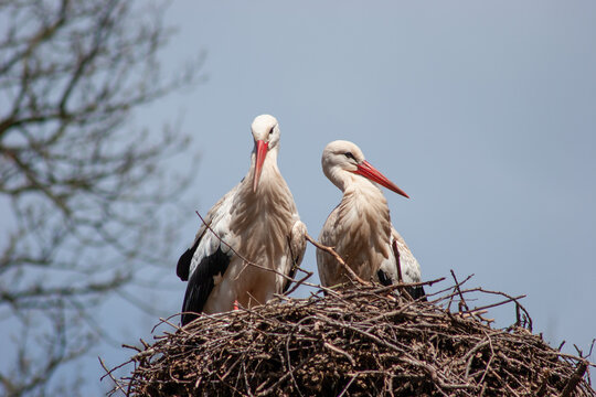 Klapperstorch-Bilder: Stock-Fotos & -Videos. | Adobe Stock