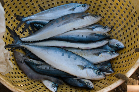 「Queenfish」の画像 - 72 件の Stock 写真、ベクターおよびビデオ | Adobe Stock