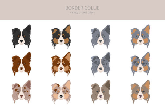 Border Collie Color Chart