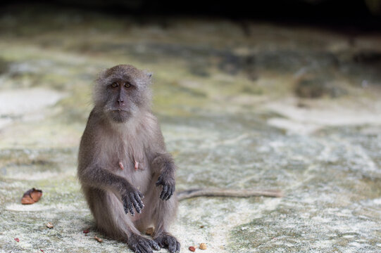 Pawian Bilder – Durchsuchen 249 Archivfotos, Vektorgrafiken und Videos ...