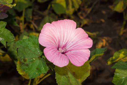 Annula Images – Browse 8 Stock Photos, Vectors, and Video | Adobe Stock