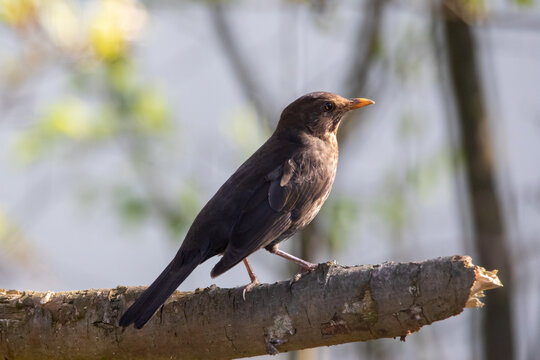 รูปภาพDrossel – เลือกดูภาพถ่ายสต็อก เวกเตอร์ และวิดีโอ4,175 | Adobe Stock
