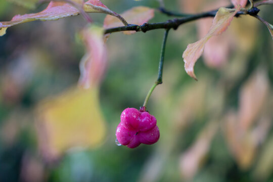 รูปภาพFructification – เลือกดูภาพถ่ายสต็อก เวกเตอร์ และวิดีโอ2,667 ...