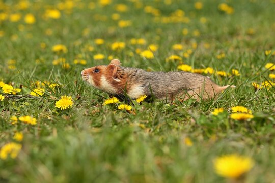 Hamsterbacken Bilder – Durchsuchen 1,862 Archivfotos, Vektorgrafiken ...