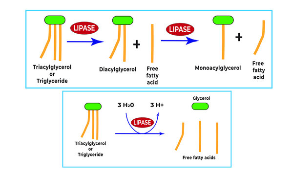 Lipases 이미지 – 찾아보기 391 스톡 사진, 벡터 및 비디오 | Adobe Stock