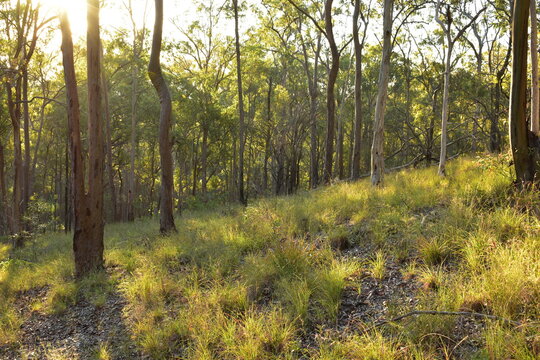 "Open Forest" Images – Browse 379 Stock Photos, Vectors, and Video ...