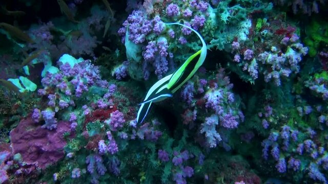 รูปภาพZanclidae – เลือกดูภาพถ่ายสต็อก เวกเตอร์ และวิดีโอ1,533 | Adobe Stock