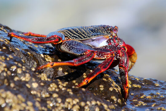 รูปภาพKrebstier – เลือกดูภาพถ่ายสต็อก เวกเตอร์ และวิดีโอ2,869 | Adobe Stock