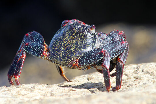 รูปภาพKrebstier – เลือกดูภาพถ่ายสต็อก เวกเตอร์ และวิดีโอ2,869 | Adobe Stock