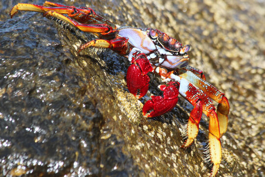 รูปภาพKrebstier – เลือกดูภาพถ่ายสต็อก เวกเตอร์ และวิดีโอ2,869 | Adobe Stock