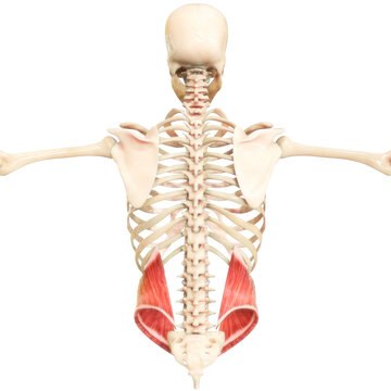 External Obliques Posterior