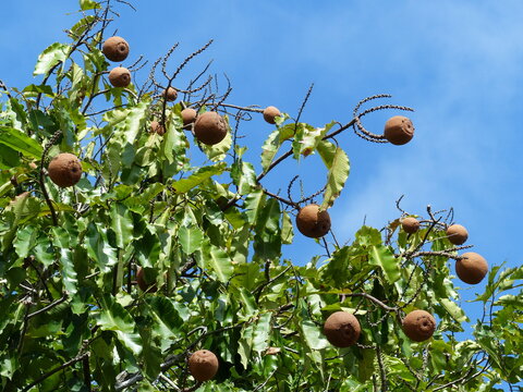 Lecythidaceae Bilder – Durchsuchen 595 Archivfotos, Vektorgrafiken und ...