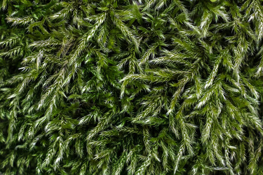"Moss Texture" Bilder – Durchsuchen 3,075 Archivfotos, Vektorgrafiken ...