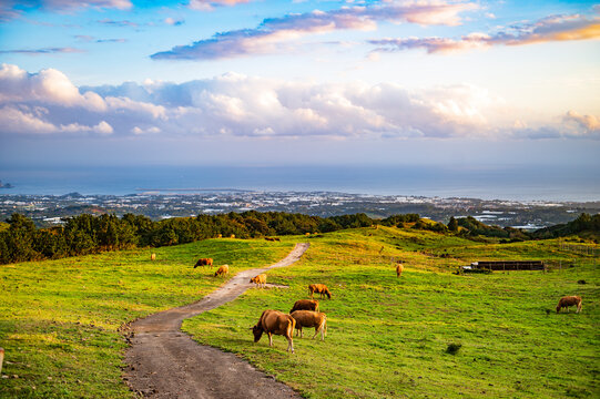 제주도 이미지 – 찾아보기 21,564 스톡 사진, 벡터 및 비디오 | Adobe Stock