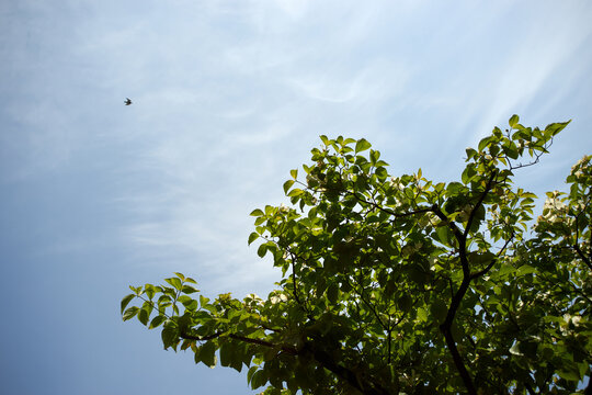 รูปภาพNyctalopia – เลือกดูภาพถ่ายสต็อก เวกเตอร์ และวิดีโอ292 | Adobe Stock