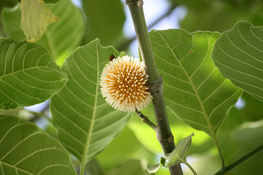 Burflower-Tree Images – Browse 36 Stock Photos, Vectors, and Video ...