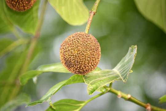 Burflower-Tree Images – Browse 36 Stock Photos, Vectors, and Video ...