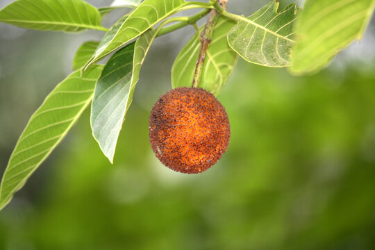 Burflower-Tree Images – Browse 36 Stock Photos, Vectors, and Video ...