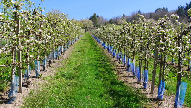 「Obstplantage」の写真素材 | 3,448件の無料イラスト画像 | Adobe Stock