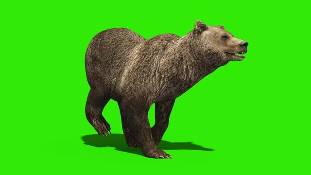 Bear Run Cycle