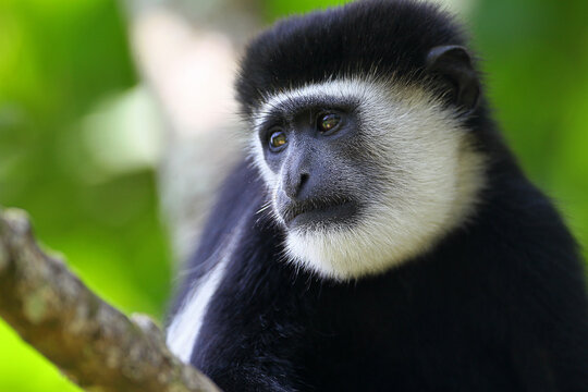 Colobe Bilder – Durchsuchen 218 Archivfotos, Vektorgrafiken und Videos ...