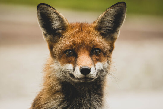 Fuchs Portrait Images – Browse 4,411 Stock Photos, Vectors, and Video ...