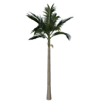 Triple Alexander Palm
