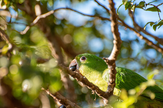 Imagens de Maritaca – Explore Fotografias do Stock, Vetores e Vídeos de ...