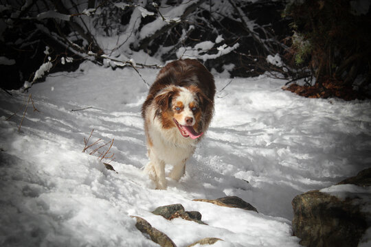 "Mini Australian Shepherd" Images – Browse 685 Stock Photos, Vectors ...