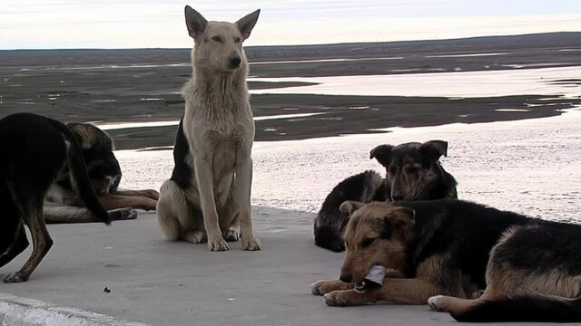 "Pack Of Dogs" Images – Browse 509 Stock Photos, Vectors, and Video ...