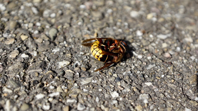 Kommentkampf-Bilder: Stock-Fotos & -Videos. | Adobe Stock