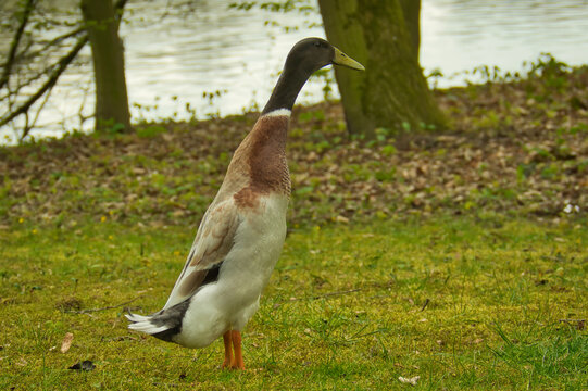 DIE 366 BESTEN BILDER, STOCK-FOTOS UND -VEKTORGRAFIKEN ZU „Laufenten ... DIE 366 BESTEN BILDER, STOCK-FOTOS UND -VEKTORGRAFIKEN ZU „Laufenten ...