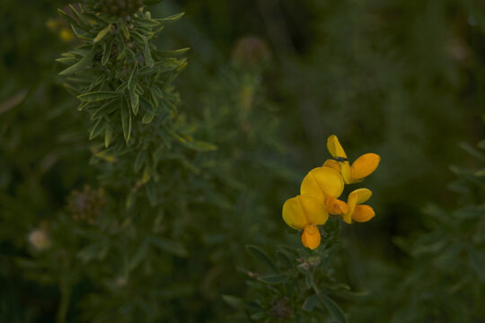 รูปภาพJaskier – เลือกดูภาพถ่ายสต็อก เวกเตอร์ และวิดีโอ308 | Adobe Stock