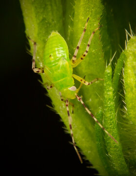 Nimf Images – Browse 65 Stock Photos, Vectors, and Video | Adobe Stock