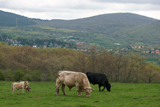 Krowy Bilder – Durchsuchen 1,297 Archivfotos, Vektorgrafiken und Videos ...
