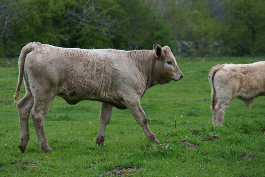 Krowy Bilder – Durchsuchen 1,297 Archivfotos, Vektorgrafiken und Videos ...